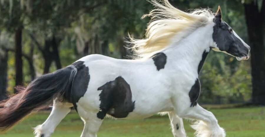 Ocala: Gypsy Gold Horse Farm Guided Walking Tour - Who Will Love This Tour?