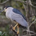 Ochopee: Half-Day Mangrove Tunnel Kayak Tour - Why This Tour Offers Great Value
