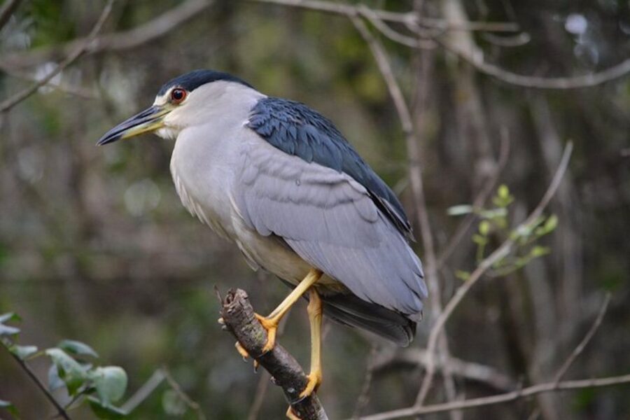 Ochopee: Half-Day Mangrove Tunnel Kayak Tour - Why This Tour Offers Great Value