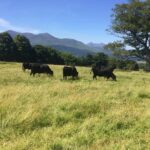 Off the beaten Path Private Tour of Ring of Kerry - What Travelers Say About Their Experience