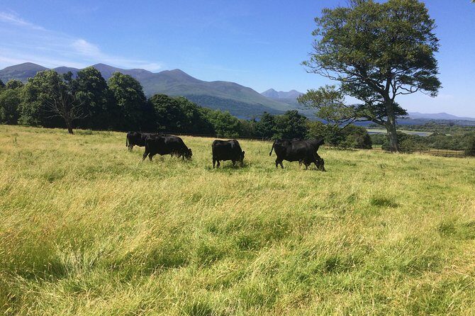 Off the beaten Path Private Tour of Ring of Kerry - What Travelers Say About Their Experience