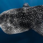 Offshore Safari Adventure in Kona with Underwater Videos - A Step-by-Step Breakdown of the Experience