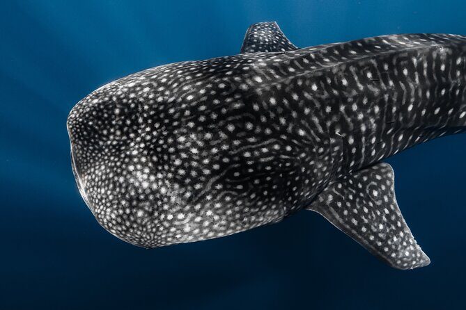 Offshore Safari Adventure in Kona with Underwater Videos - A Step-by-Step Breakdown of the Experience