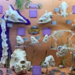 Oklahoma City: SKELETONS: Museum of Osteology Ticket - An Up-Close Look at the Experience
