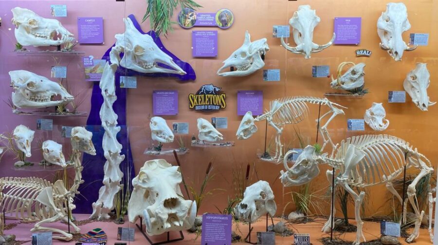 Oklahoma City: SKELETONS: Museum of Osteology Ticket - An Up-Close Look at the Experience