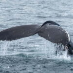 Ólafsvík: Whale Watching Tour - The Boat and Equipment