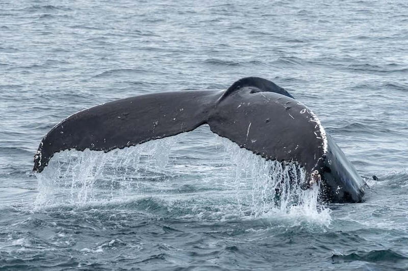 Ólafsvík: Whale Watching Tour - The Boat and Equipment