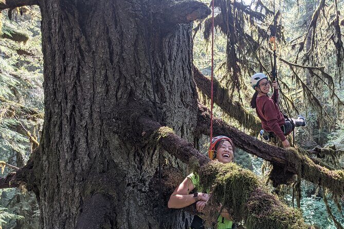 Old-Growth Tree Climbing at Silver Falls State Park - The Sum Up