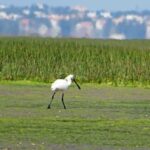 Olhão: Private Boat Tour to Ria Formosa - Itinerary Breakdown: What to Expect