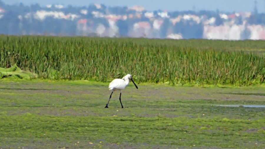 Olhão: Private Boat Tour to Ria Formosa - Itinerary Breakdown: What to Expect