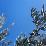 Olive Oil, Cheese, and Wine Tasting with Local Expert - Authenticity and Value: What Sets This Apart