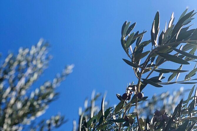 Olive Oil, Cheese, and Wine Tasting with Local Expert - Authenticity and Value: What Sets This Apart