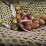 Olive Oil tour with Tuscan dinner - A Deep Dive into the Experience