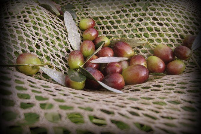 Olive Oil tour with Tuscan dinner - A Deep Dive into the Experience
