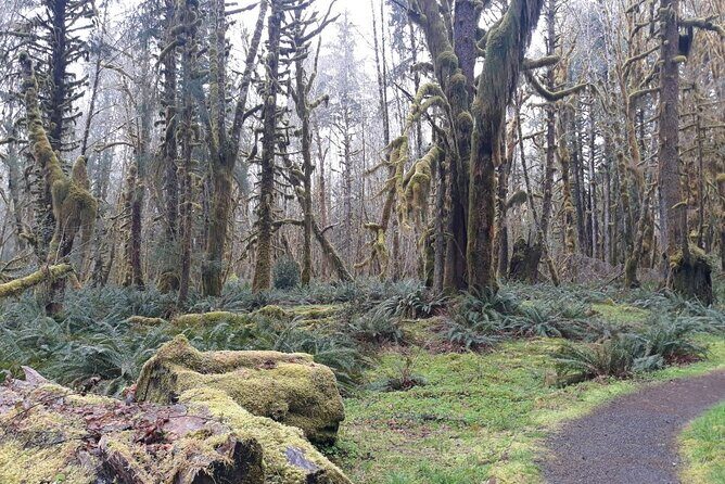 Olympic Peninsula and Forest Tour - Authentic Feedback and What it Means for You
