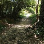 Omi, Croatia: Cetina River Glassboat Cruise And Beer Garden - Authenticity and Wildlife Experiences