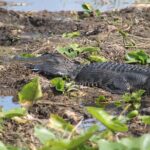 One-Hour Airboat Ride Near Orlando - An In-Depth Look at the Airboat Experience