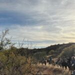 One Hour Guided Horseback Ride - What Our Reviewers Say