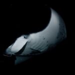 One Tank Manta Night Dive and Snorkel - Why Choose This Tour?