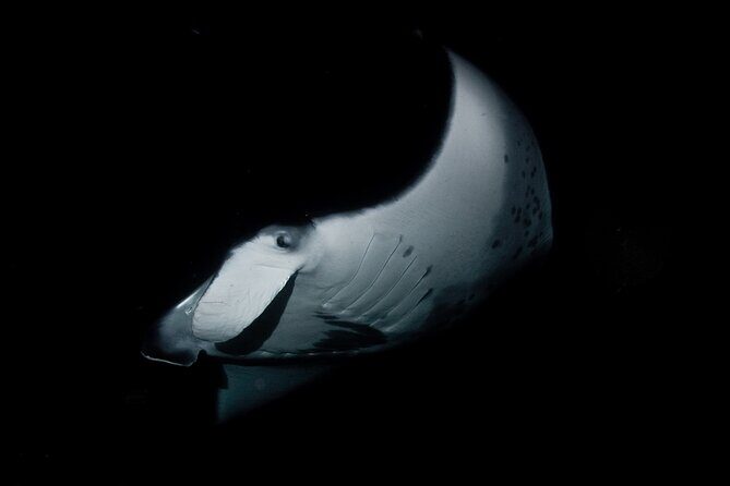 One Tank Manta Night Dive and Snorkel - Why Choose This Tour?
