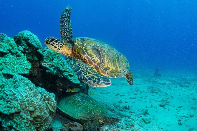 One Tank Scuba Diving in Kauai South Shore Certified Diver Only - A Closer Look at the Experience