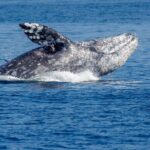 Only Wildlife and Whale Watching Tour Leaving from Seattle - Authentic Perspectives from Travelers
