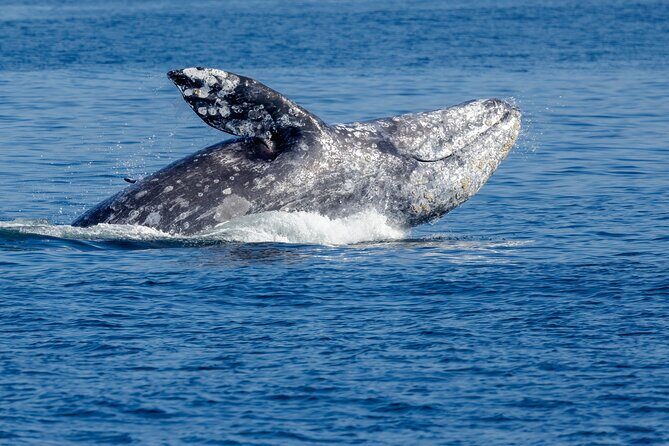 Only Wildlife and Whale Watching Tour Leaving from Seattle - Authentic Perspectives from Travelers
