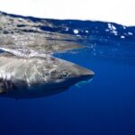 Open Water Shark Dive - Pricing and Value: Is It Worth It?