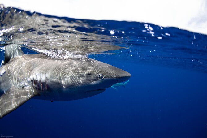 Open Water Shark Dive - Pricing and Value: Is It Worth It?