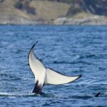 Orca whale tour from Orcas Island - Final Thoughts