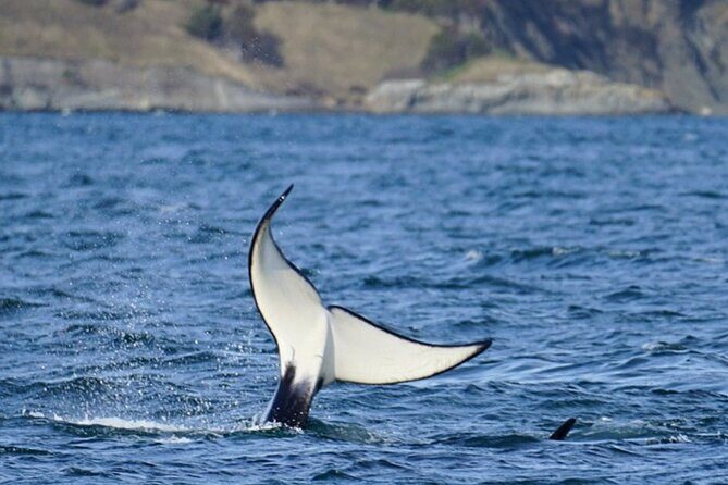 Orca whale tour from Orcas Island - Final Thoughts