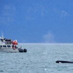 Orca whale tour near Seattle - What Are the Potential Drawbacks?