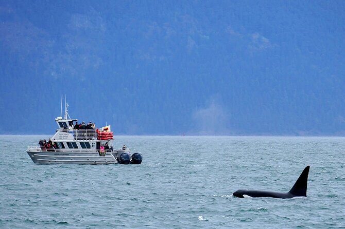 Orca whale tour near Seattle - What Are the Potential Drawbacks?
