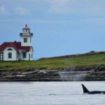 Orcas Island: Whale and Orca Guided Speedboat Tour - What to Expect During the Tour