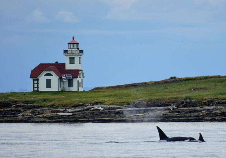 Orcas Island: Whale and Orca Guided Speedboat Tour - What to Expect During the Tour