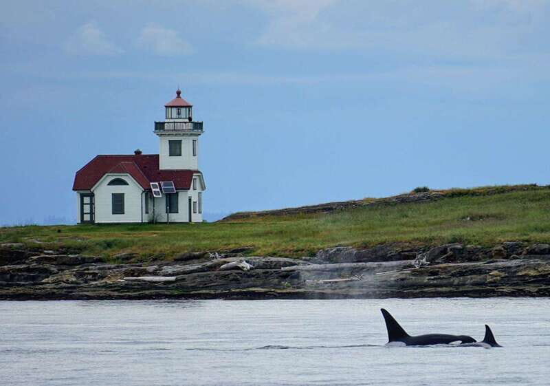 Orcas Island: Whale and Orca Guided Speedboat Tour - What to Expect During the Tour