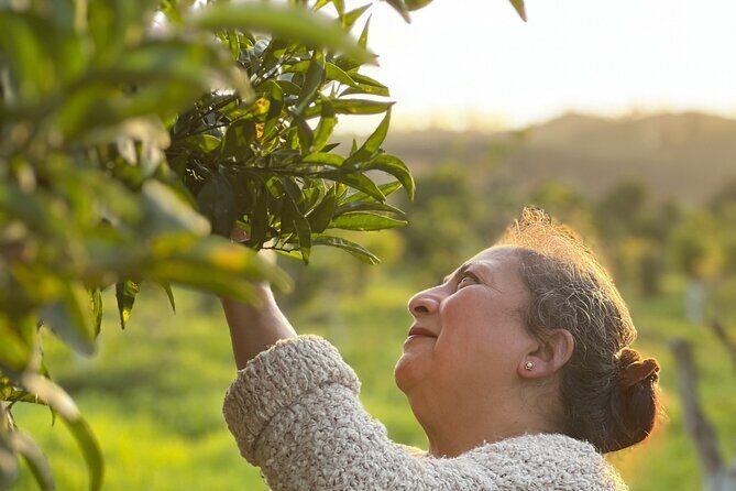 Organic Orange Picking & Jam Making with Farm-to-Table Lunch - A Personally Prepared Farm-to-Table Lunch