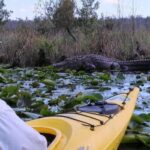 Orlando Alligator Experience: Day-Trip From Orlando - What Makes This Experience Special