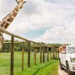 Orlando: Drive-Thru Safari Park at Wild Florida - Practical Details and What to Expect