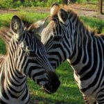Orlando: Everglades Airboat Ride and Wildlife Park Ticket - FAQs