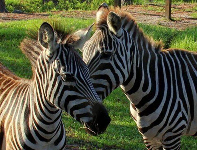 Orlando: Everglades Airboat Ride and Wildlife Park Ticket - FAQs