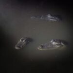 Orlando: Gatorland Flashlight Tour at Night - Why This Experience Excels
