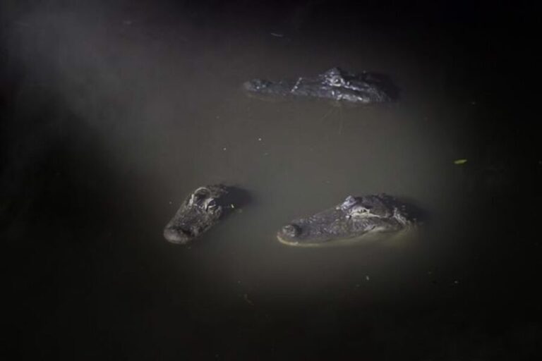 Orlando: Gatorland Flashlight Tour at Night - Why This Experience Excels