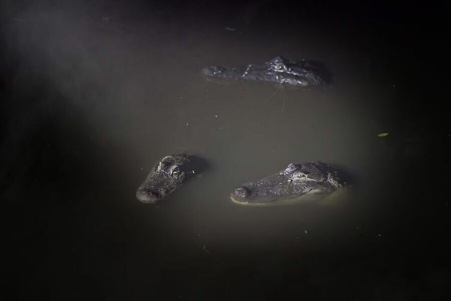 Orlando: Gatorland Flashlight Tour at Night - Why This Experience Excels