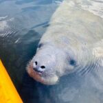 Orlando Manatee and Natural Spring Adventure Tour at Blue Springs - The Experience: Guide, Equipment, and Learning