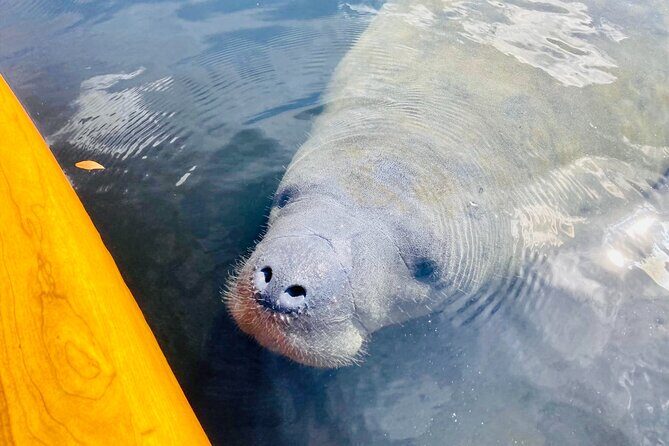 Orlando Manatee and Natural Spring Adventure Tour at Blue Springs - The Experience: Guide, Equipment, and Learning