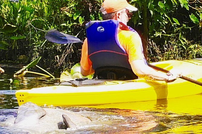 Orlando Manatee Encounters - What to Expect During Your Kayak Adventure