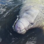 Orlando: Small Group Manatee Discovery Kayak Tour - Itinerary Breakdown