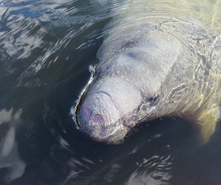 Orlando: Small Group Manatee Discovery Kayak Tour - Itinerary Breakdown