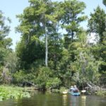 Orlando: Small Group Scenic Wekiva River Kayak Tour - The Experience in Practice: What Makes it Stand Out?